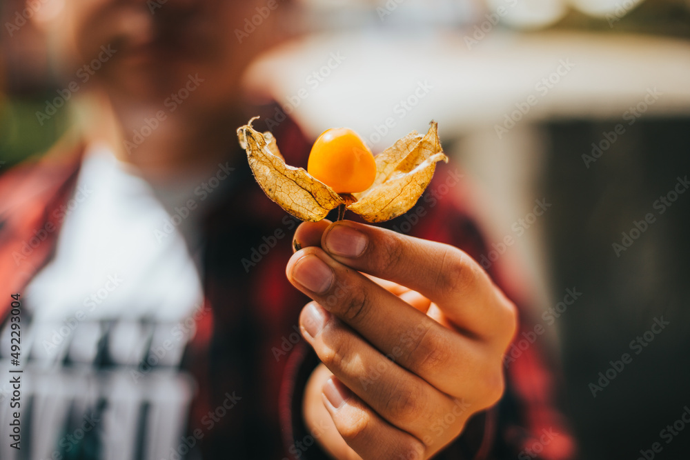 Foto de Fruto del Capulí o Aguaymanto sostenido por una persona do ...