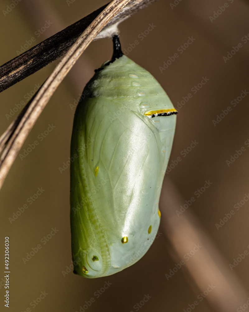Monarch Butterfly Chrysalis Green in Garden Stock Photo | Adobe Stock