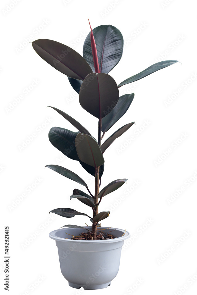 Decora Tree, Indian Rubber Tree or Ficus elastica Roxb. Ex Hornem ...