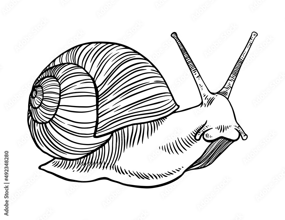 Line art snail Stock Vector | Adobe Stock