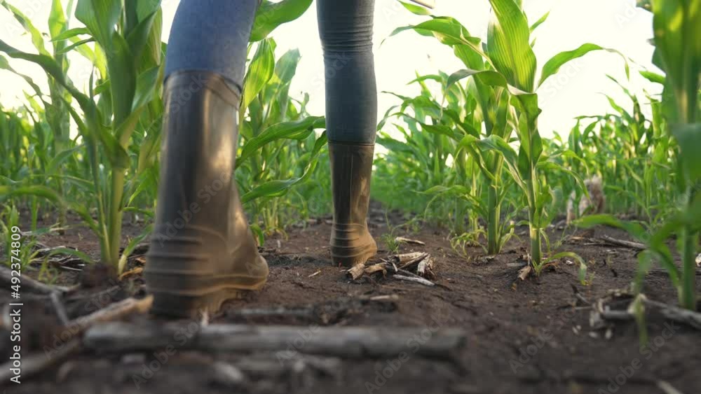 Agriculture. Farmer in rubber boots walk through cornfield. Maize ...