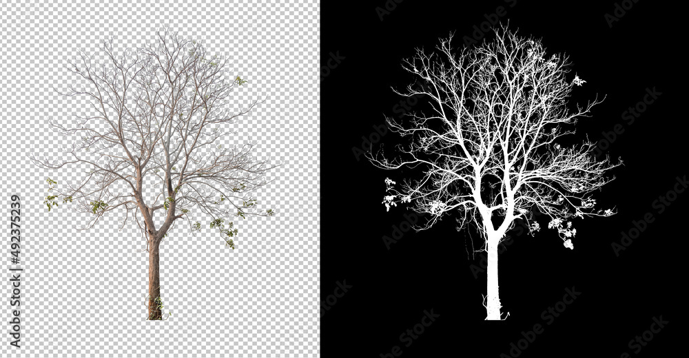Leafless Tree cut out from original background, transparent background ...