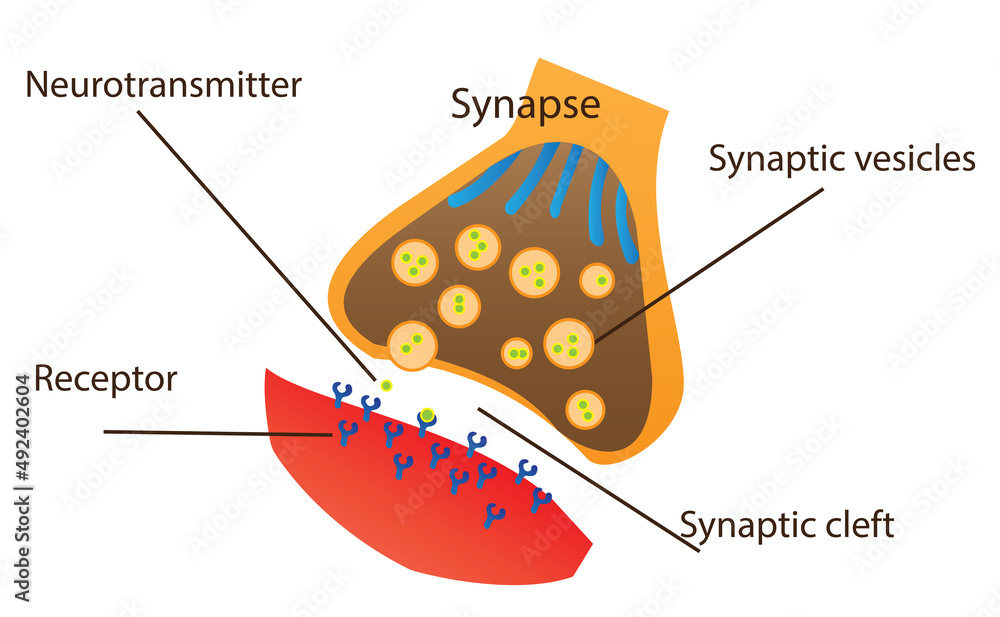 At a synapse, neurotransmitters are released by the axon terminal. They ...