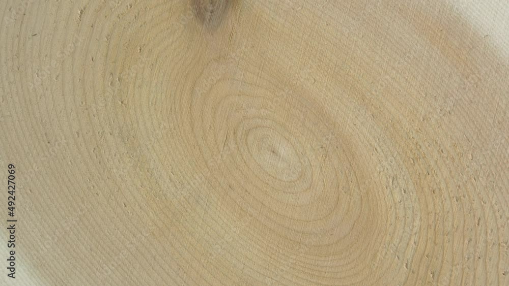 Old Ash tree rings texture close up. Wooden circle stump trunk ...