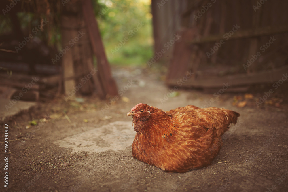 An image of a feathered animal a red hen lay at a fence. Portrait of ...