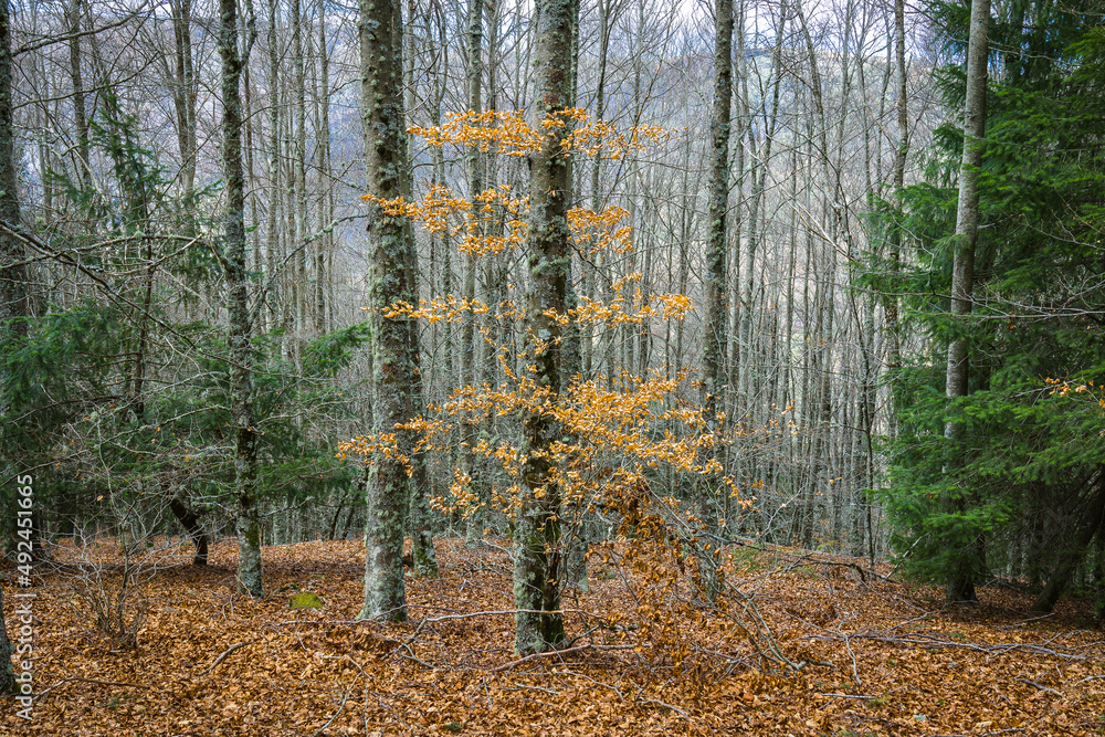 Beautiful beeches forest in the winter. Beeches forest in the region of ...