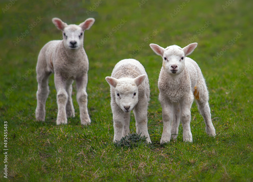 Baby Lambs In Spring