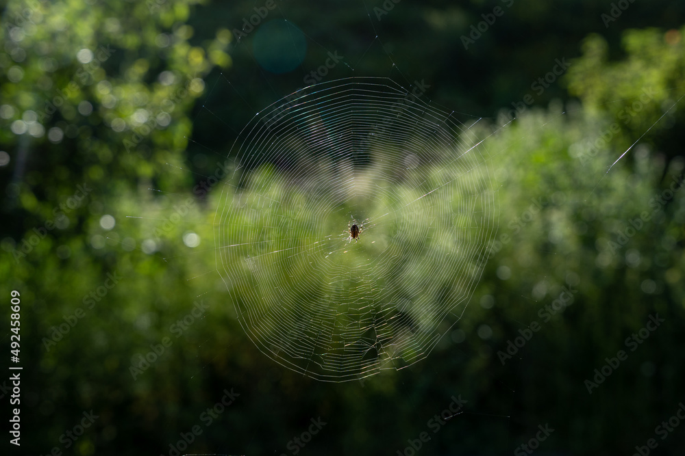 spider big and round cobweb in which stands a beautiful big spider and ...