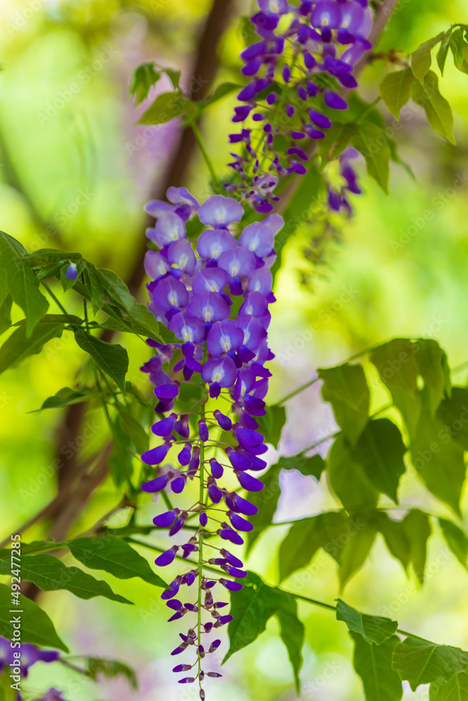 purple panicle tree is locally plant of japan, wisteria grown in ...