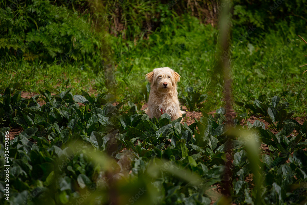 Perro blanco sentado al costado de una huerta en un campo verde ...