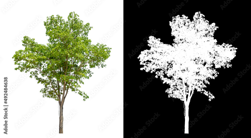 Tree on transparent picture background with clipping path, single tree ...