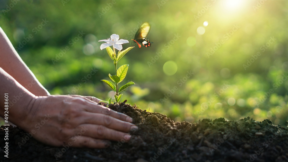 Earth Day and Environment, Hands of farmer growing nurturing tree of ...