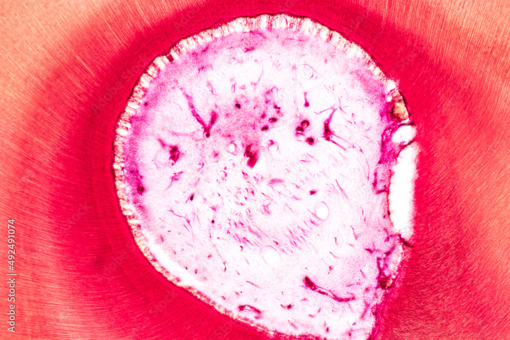 Foto de Tooth development from human under microscope view for ...