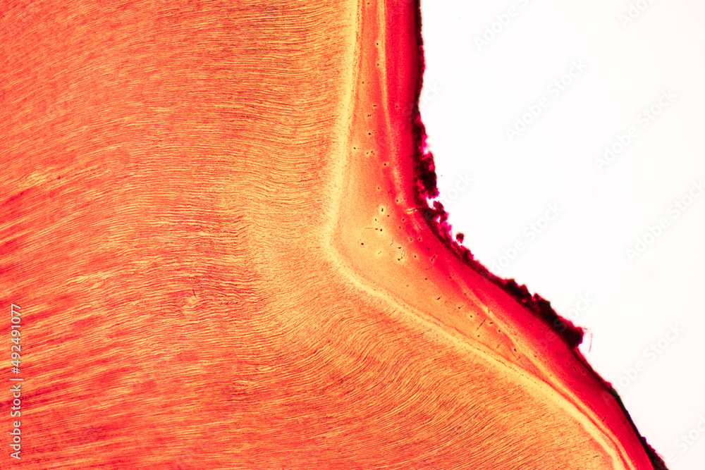 Tooth development from human under microscope view for education ...