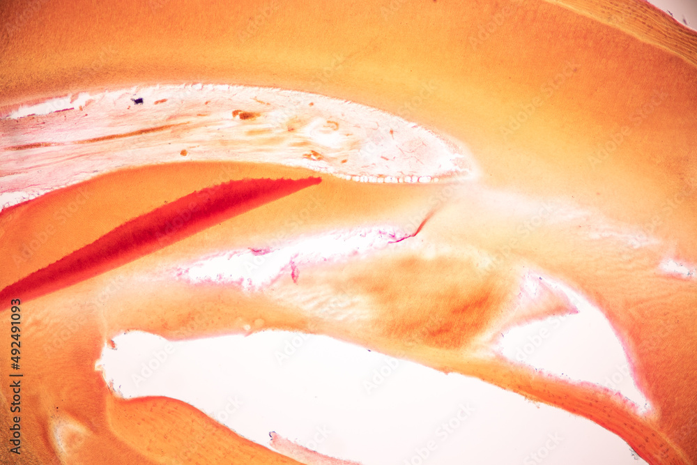 Tooth development from human under microscope view for education. Stock ...