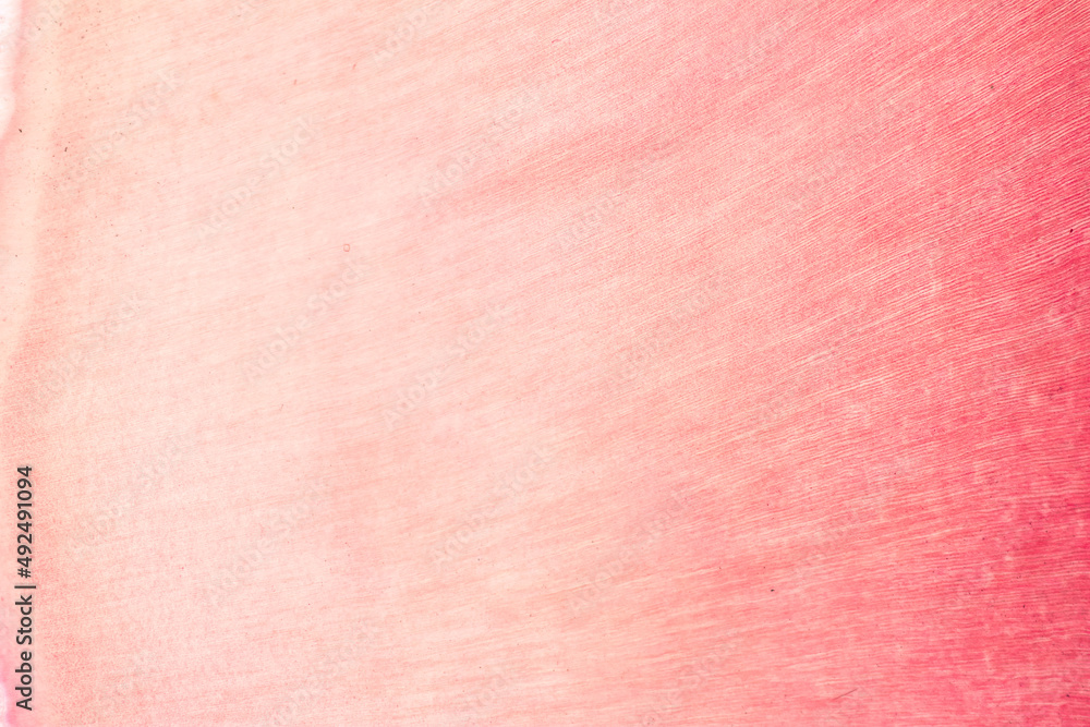 Tooth development from human under microscope view for education. Stock ...