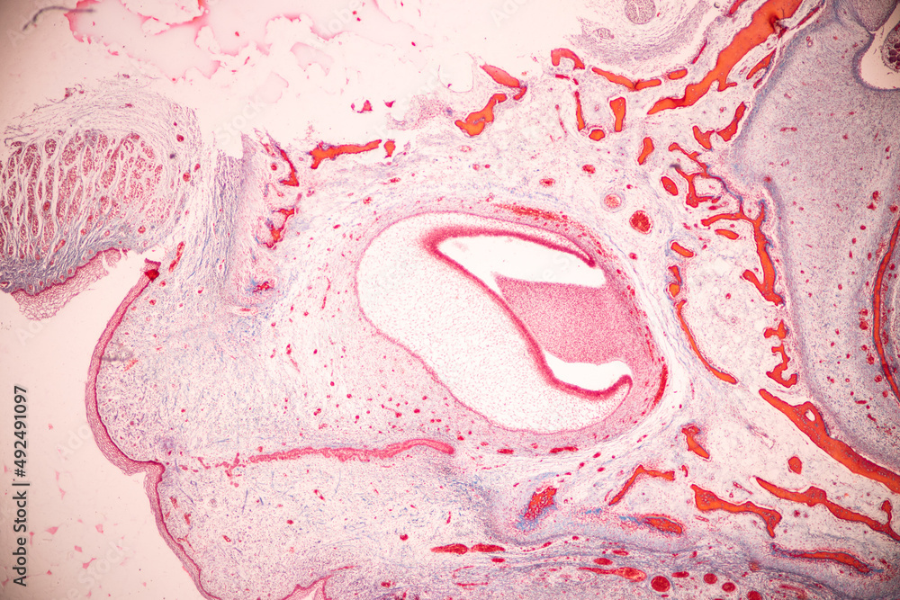 Tooth development from human under microscope view for education. Stock ...