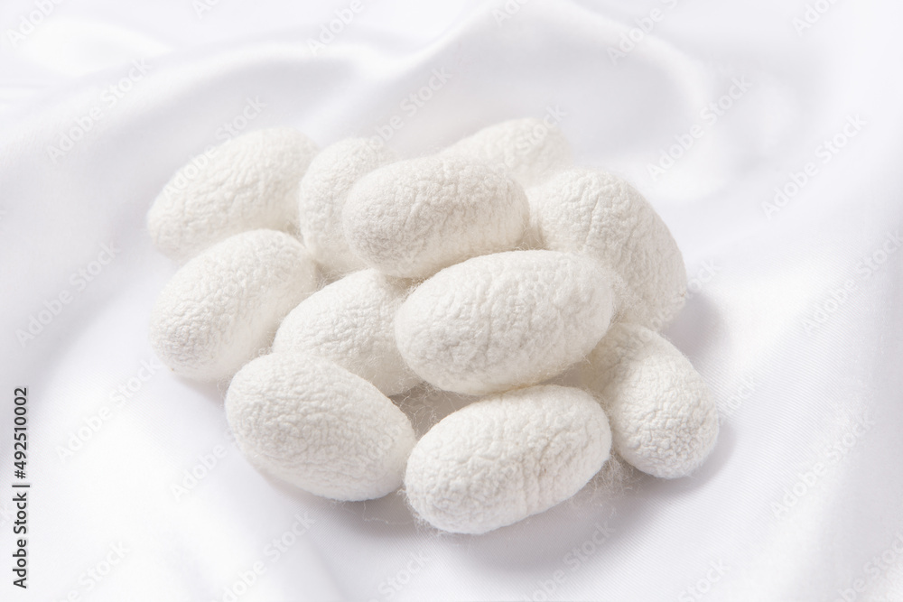 The silkworm cocoon on white silk fabric. Stock Photo | Adobe Stock