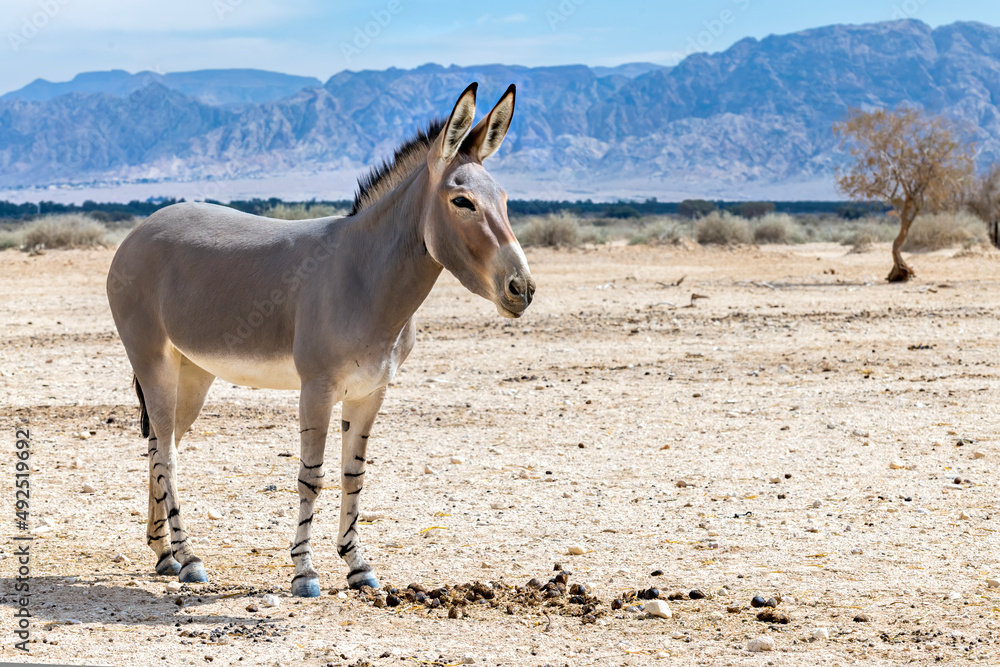 Somali wild donkey (Equus africanus) in nature reserve of the Middle ...