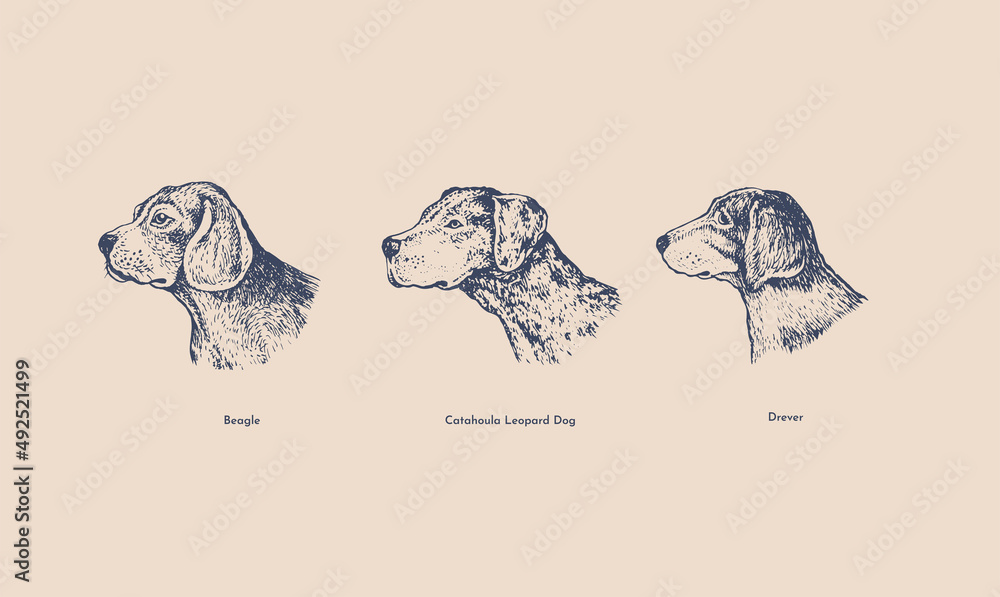 Hand drawing heads of hunting dogs on a light isolated background. Dog ...