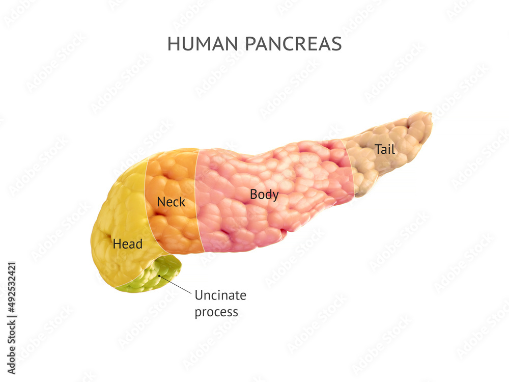 Anatomically accurate illustration of human pancreas isolated on white ...