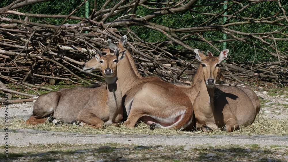 The nilgai or blue cow. Boselaphus tragocamelus is the largest Asian ...