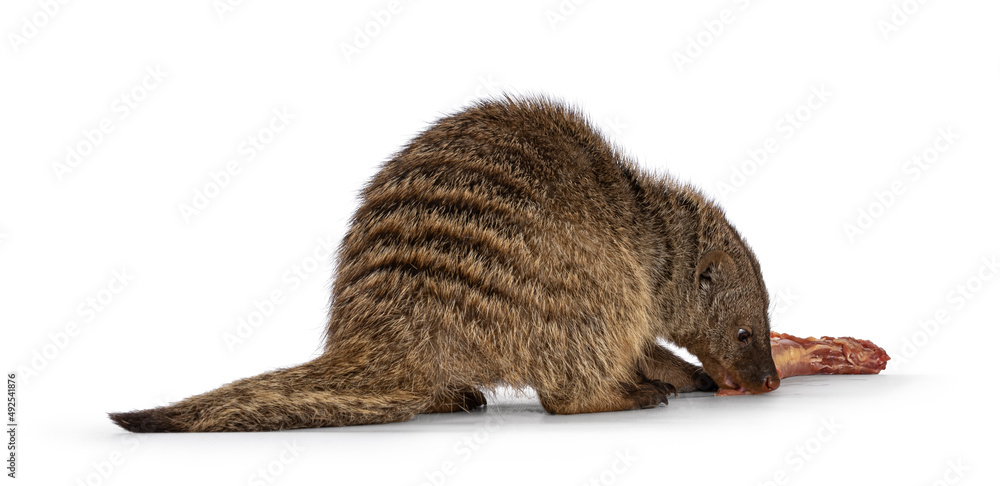 Adult Banded Mongoose aka Mongus Muno, standing side ways eating meat ...