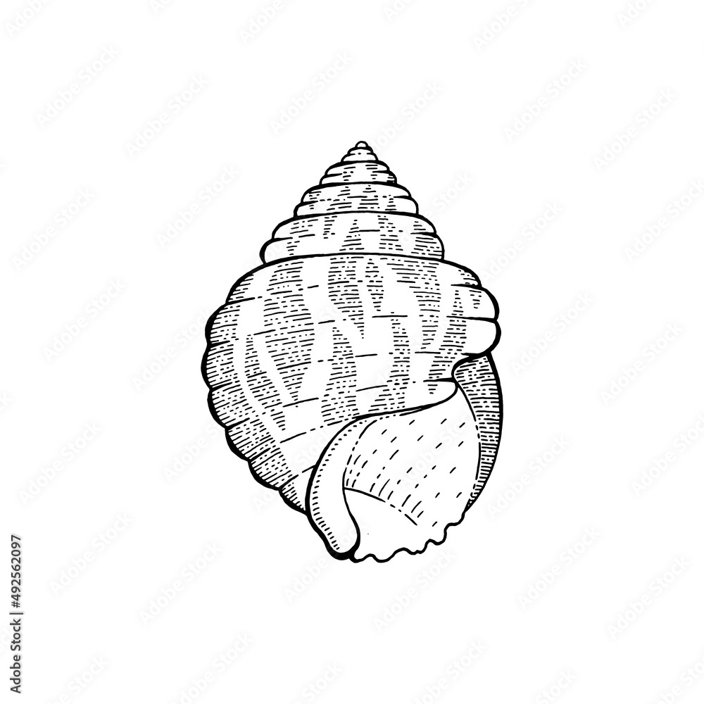 Sea shell sketch. Seashell underwater icon. Black engraved water ...