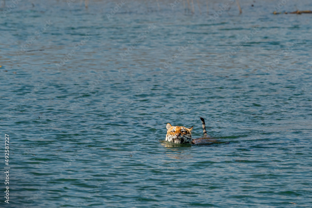 wild bengal tiger float swimming in ramganga river blue water after ...
