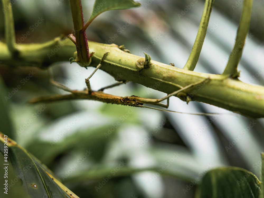El Yunque Rain Forest Puerto rico stick insect Stock Photo | Adobe Stock