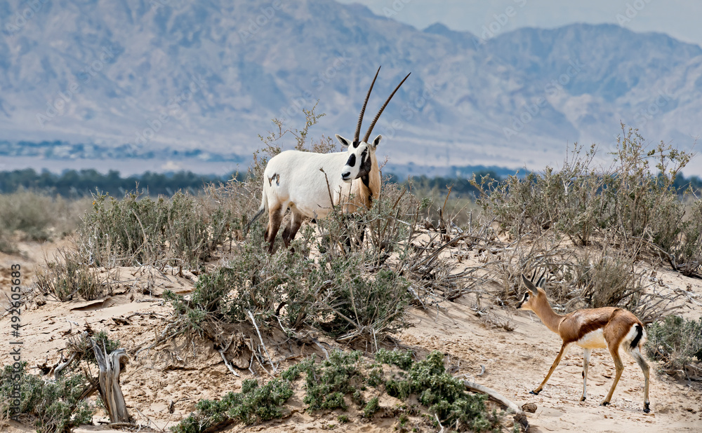 Animals in nature reserve. Adult of antelope Arabian white oryx (Oryx ...