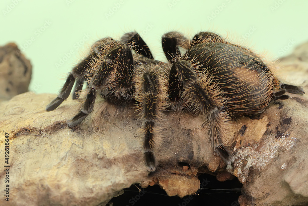 A tarantula is showing aggressive behavior. All types are venomous, but ...