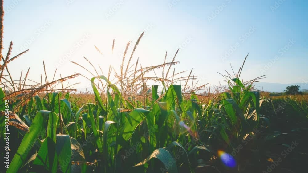 green maize corn crop with flower in wind blowing on agricultural field ...