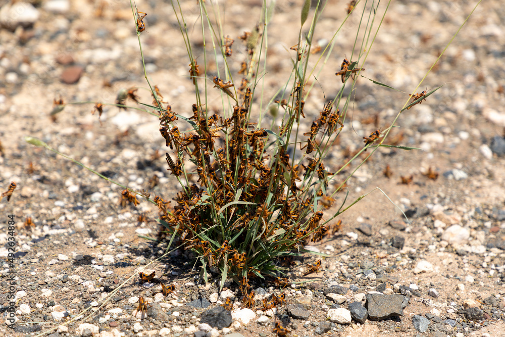 Selective focus on a swarm of brown locust eating grass. Locust are a ...
