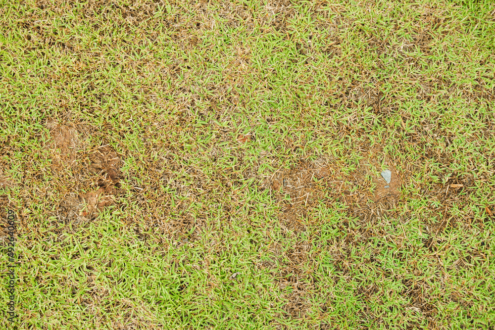 grass texture the lack of lawn care and maintenance until the damage ...