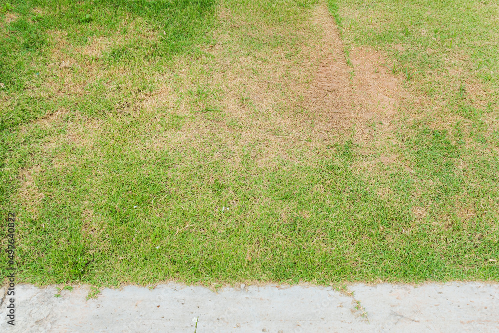 Dead grass of the nature background. a patch is caused by the ...