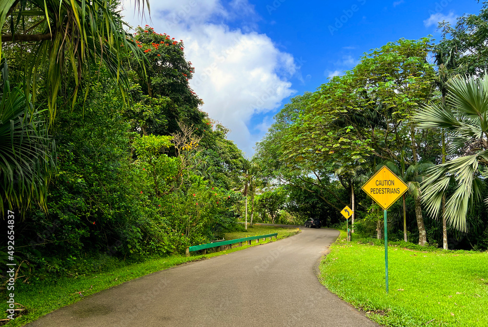 A road in greenery in Hawaii, USA. There are yellow warning signs on ...