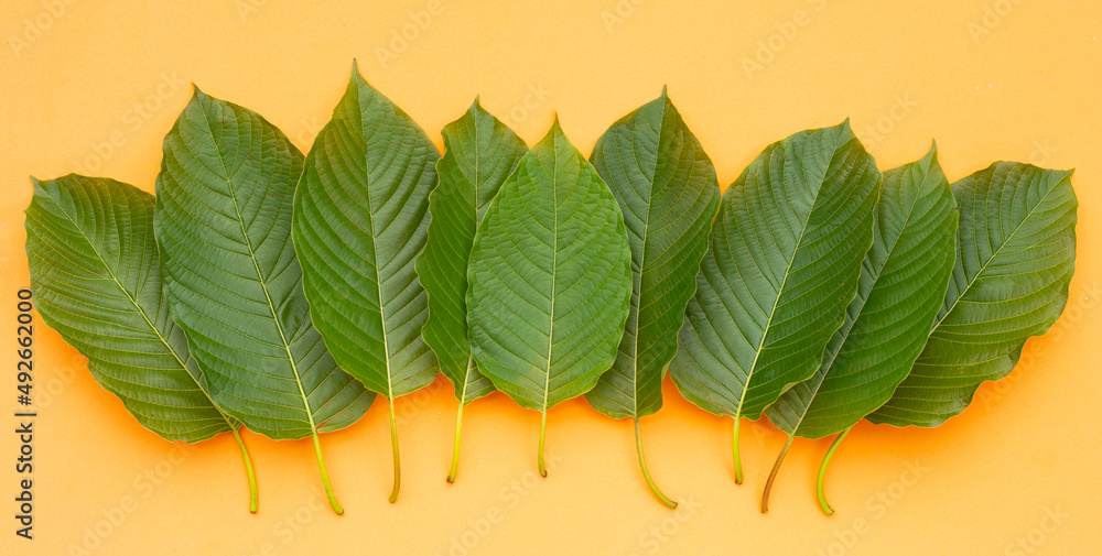 Mitragyna speciosa, Fresh kratom leaves Stock Photo | Adobe Stock