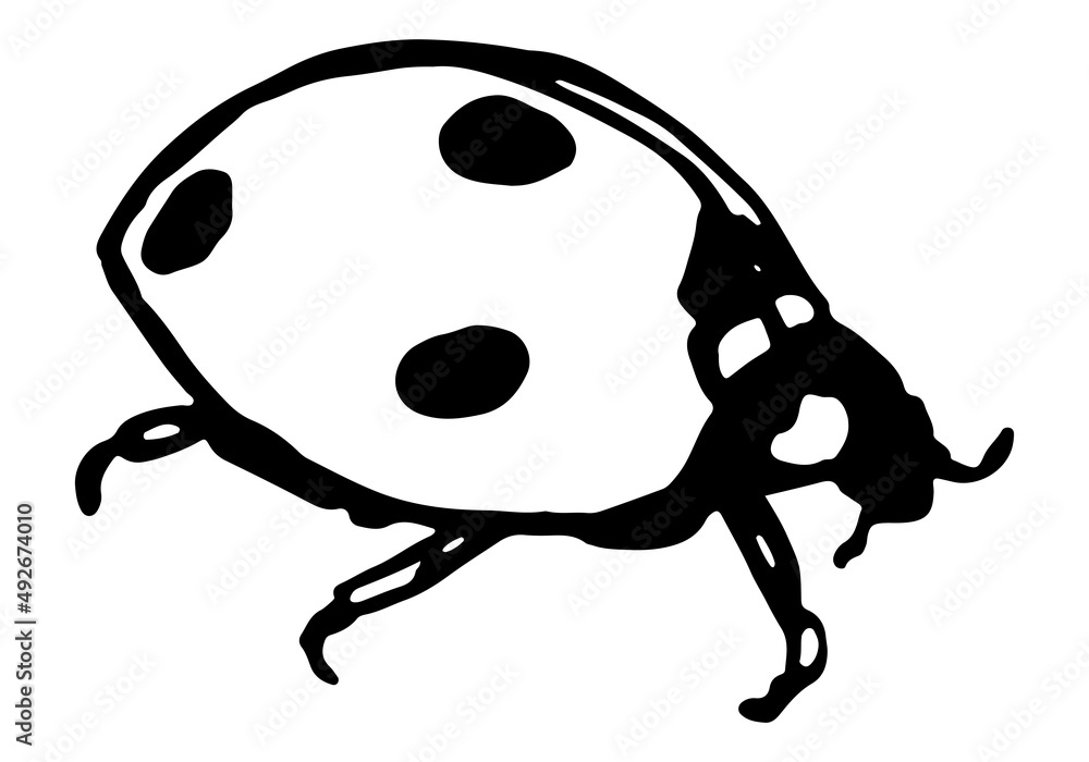 Ladybug insect animal sketch. Hand drawn vector illustration. Retro ...