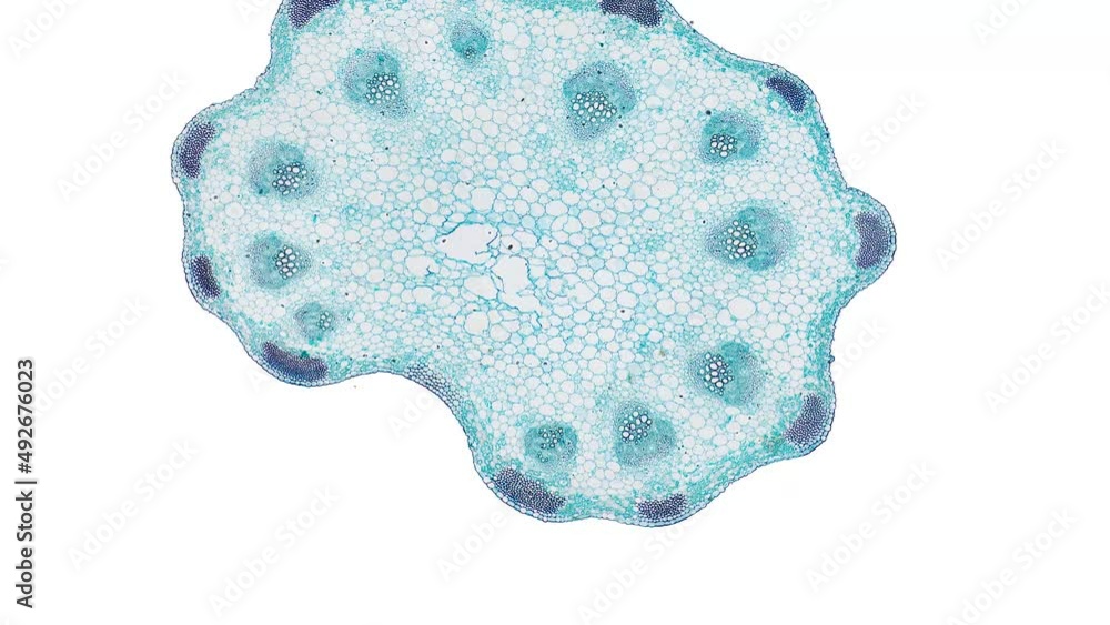 zoom in cross section cut slice of plant stem under the microscope ...