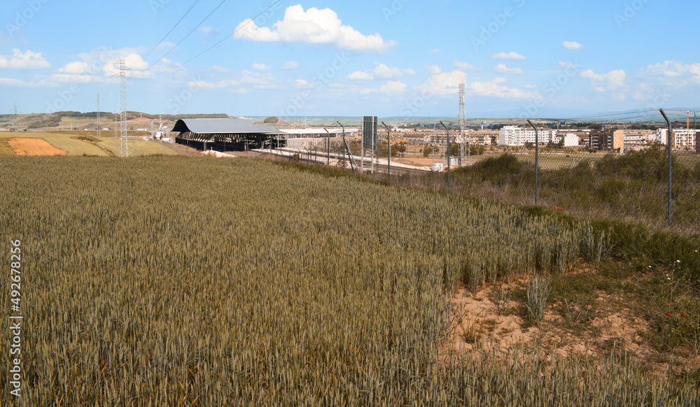 Paisajes de campos de cultivo de trigo. Stock Photo | Adobe Stock