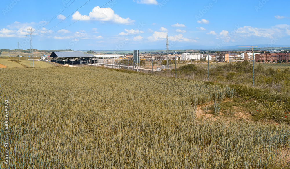Paisajes de campos de cultivo de trigo. Stock Photo | Adobe Stock