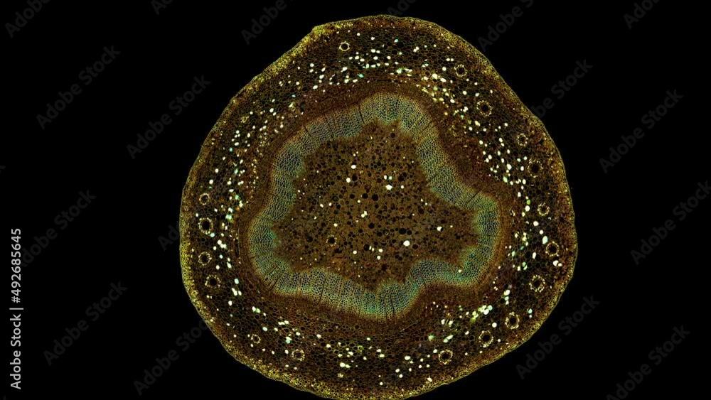 zoom in cross section cut slice of plant stem under the microscope ...