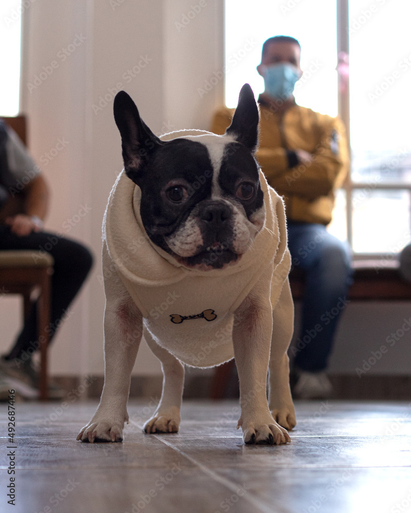 Foto Stock Bulldog francés parado mirando fijamente algo con personas ...