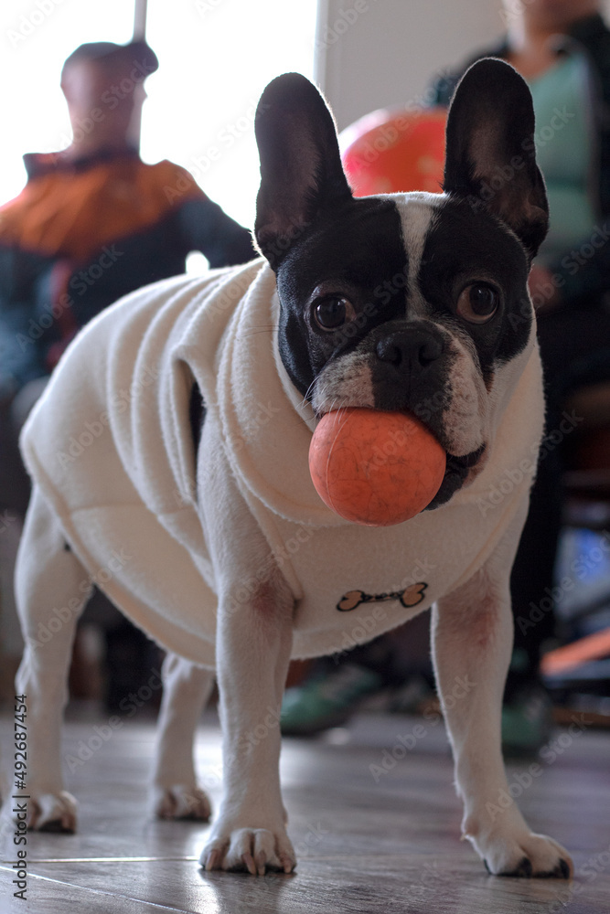 Hermoso perro bulldog francés parado mirando fijamente a cámara con una ...