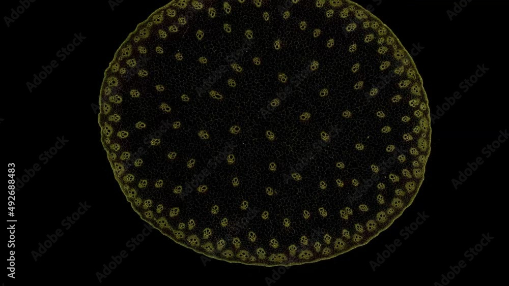 Video Stock zoom in cross section cut slice of plant stem under the ...