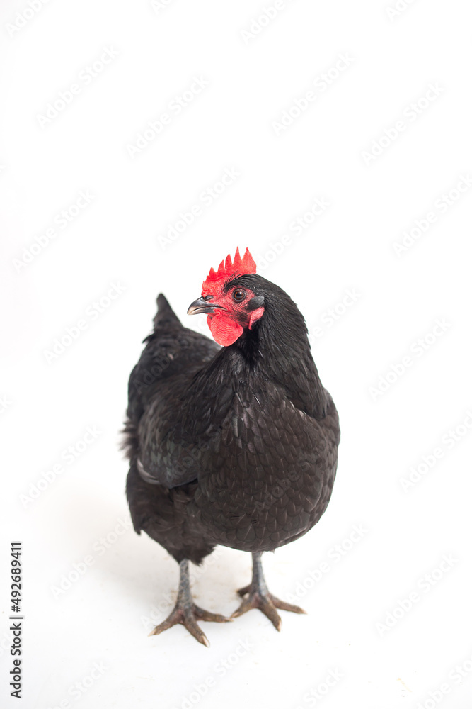 Black Australorp Chicken Isolated on White Background Stock Photo ...