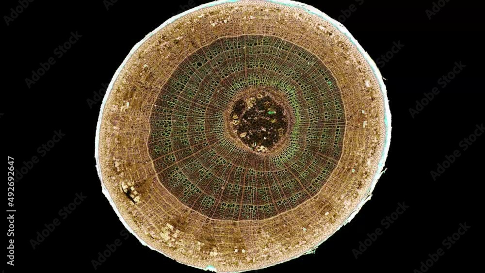 zoom in cross section cut slice of plant stem under the microscope ...