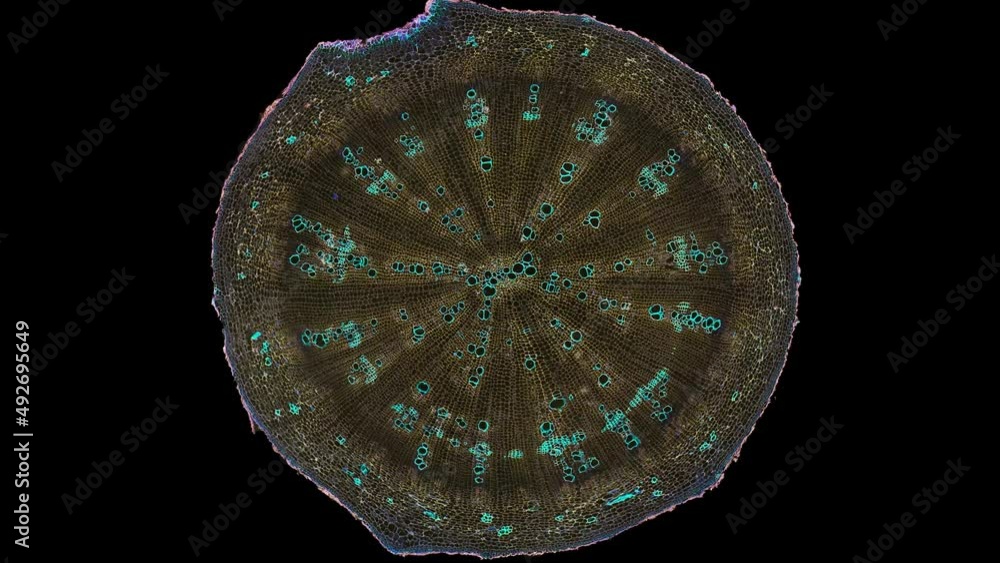Video Stock zoom in cross section cut slice of plant stem under the ...