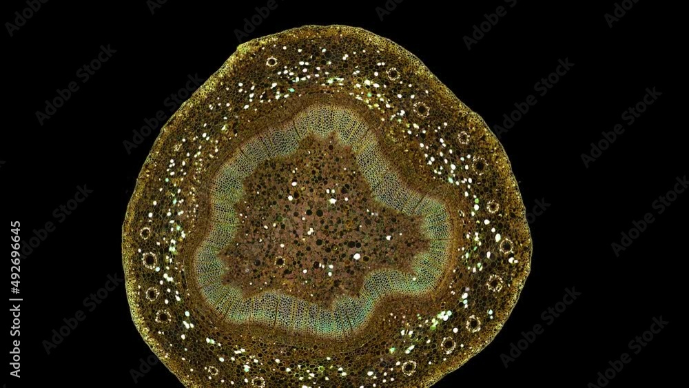 zoom in cross section cut slice of plant stem under the microscope ...